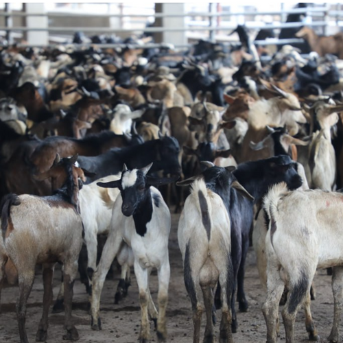 Goat Meat - Gulfood 2026