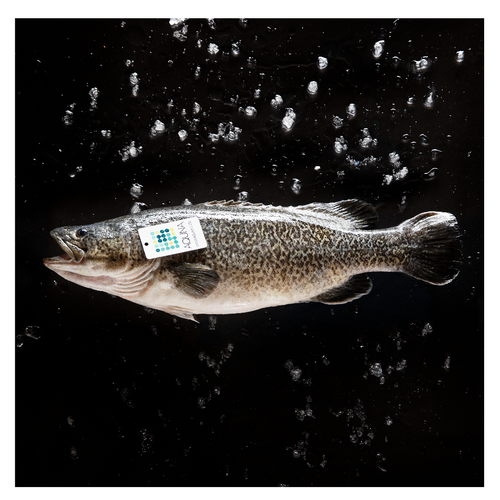 Aquna Murray Cod - Gulfood 2026