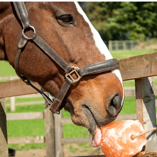 Animal Lick Salt - Gulfood 2026