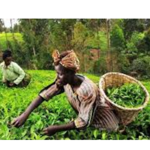 Kenyan Tea - Gulfood 2026