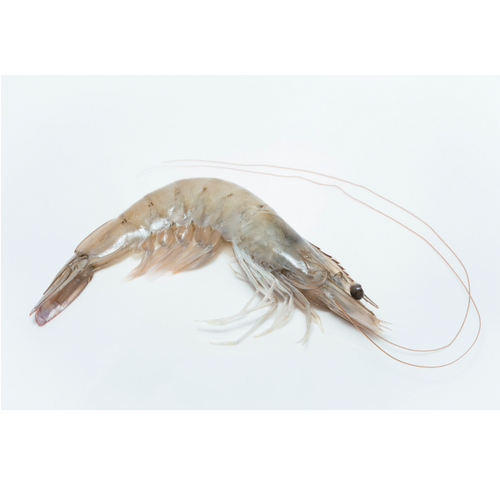 Head On Shell on Shrimp - Gulfood 2026