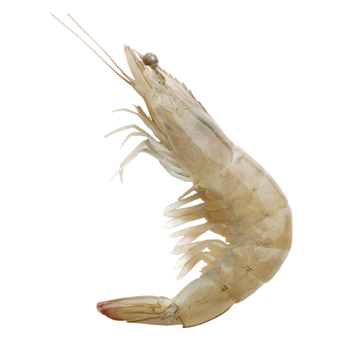 Head On Shell on Shrimp - Gulfood 2026