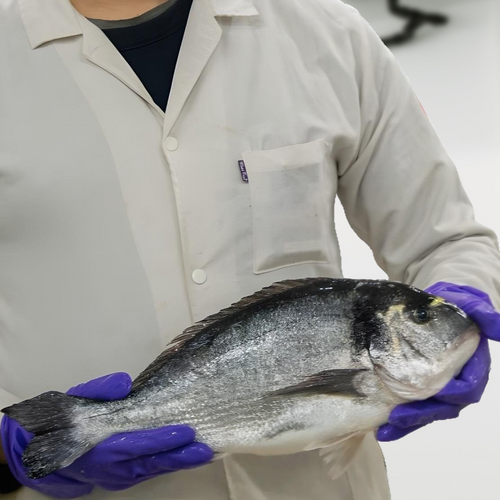 Farmed Sea Bream - Gulfood 2026