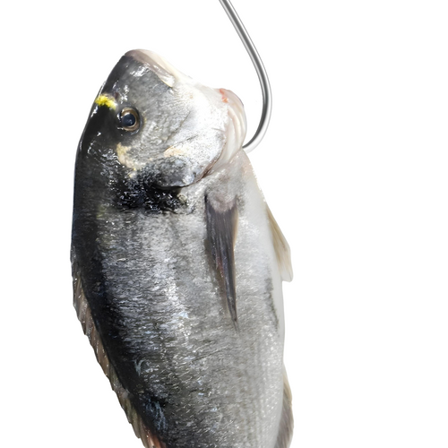 Farmed Sea Bream - Gulfood 2026