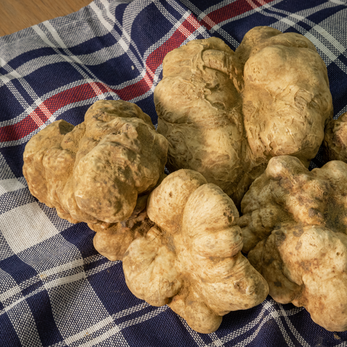 Fresh white truffle - Gulfood 2026