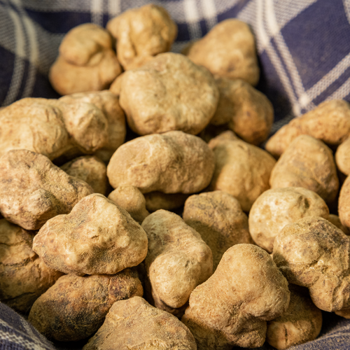 Fresh white truffle - Gulfood 2026
