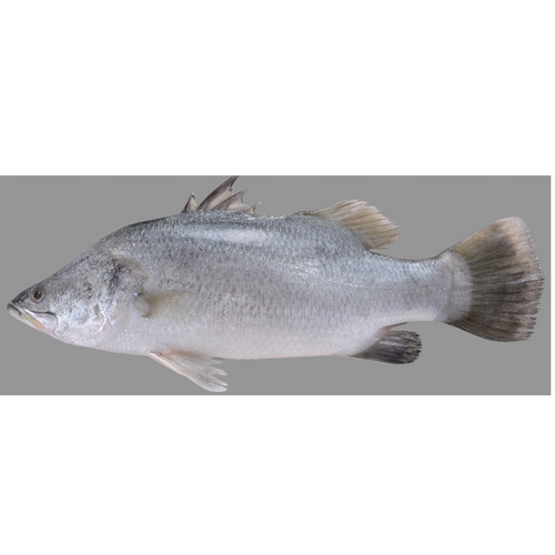 Fresh/Frozen Barramundi, WGGS/Fillet/Slice - Gulfood 2026
