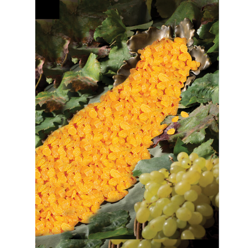 Golden Raisin - Gulfood 2026