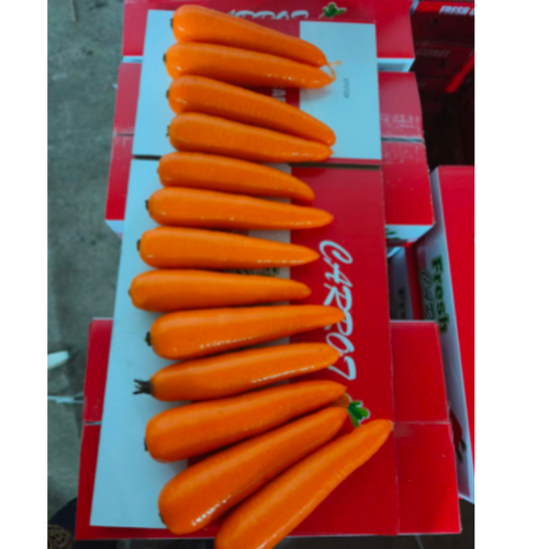 Fresh Carrot - Gulfood 2026