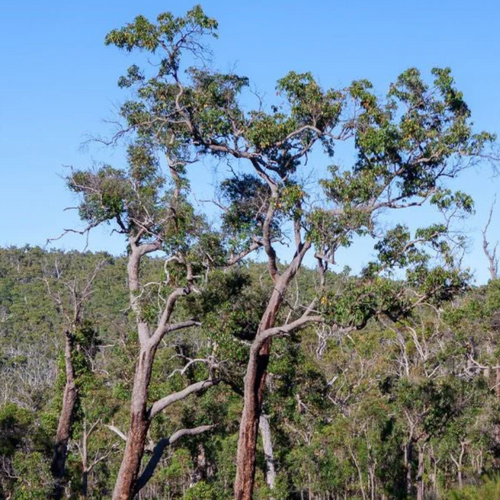 Marri Active Honey TA35+ - Gulfood 2026