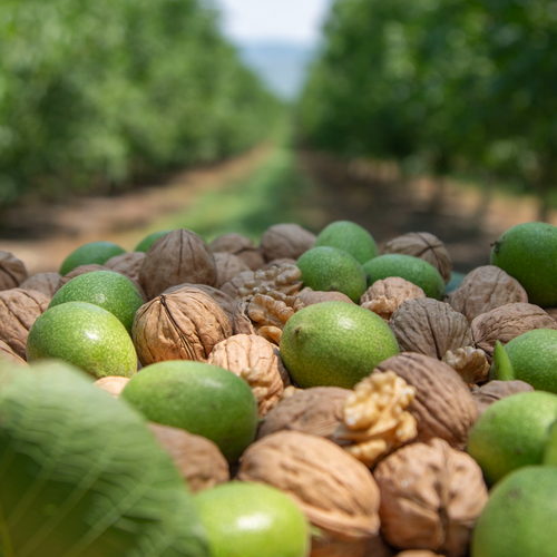 WALNUTS IN SHELL 10 KG - Gulfood 2026