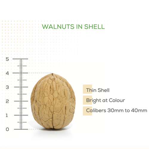 WALNUTS IN SHELL 10 KG - Gulfood 2026