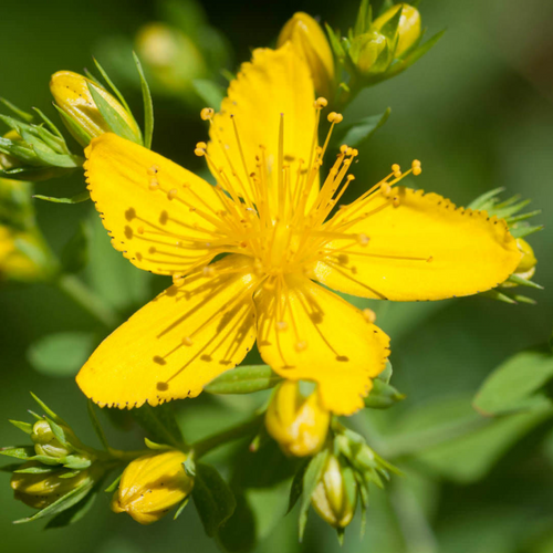 TOTAL CO2 BOTANICAL EXTRACT OF HYPERICUM PERFORATUM - Gulfood 2026