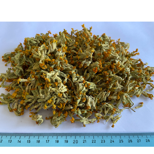 Primrose Flower - Gulfood 2026