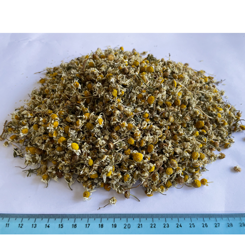 Common Daisy Flower - Gulfood 2026