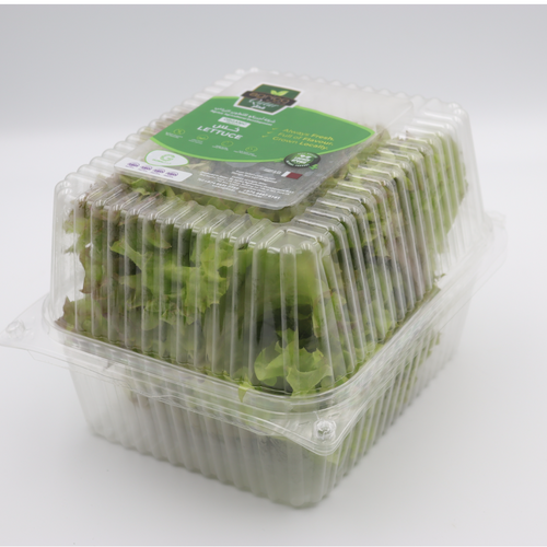 Lettuce - Lolo Rosa - Gulfood 2026