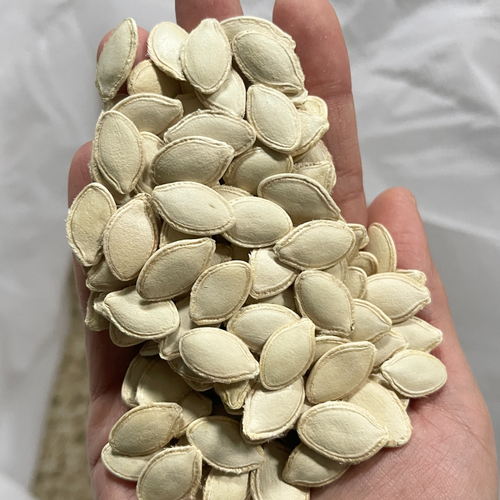 shine skin pumpkin seeds - Gulfood 2026