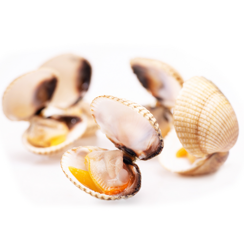 Cooked cockles in their own juices - Gulfood 2026