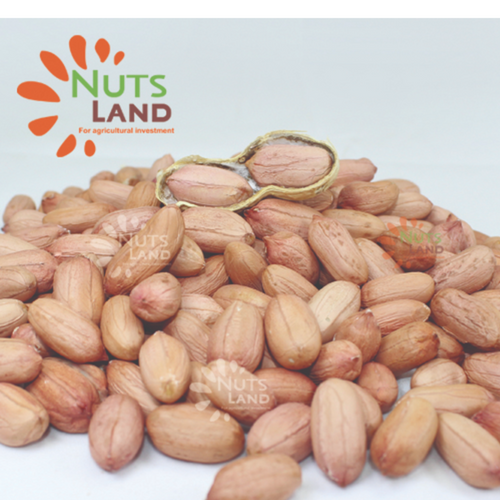 Peanuts Kernal - Gulfood 2026