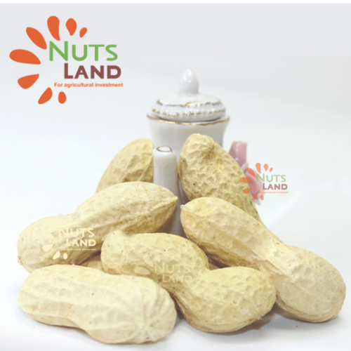 Peanuts In-Sheel - Gulfood 2026