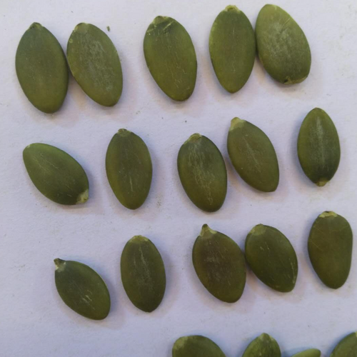 pumpkin seeds kernels - Gulfood 2026