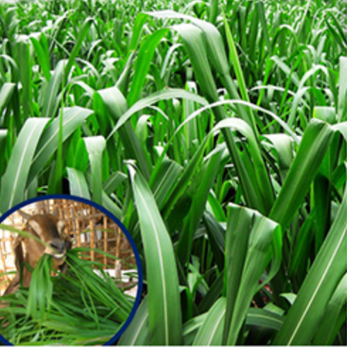 Baymisal Grass Seeds, Panicum, Maximum, Simbasa - Gulfood 2026
