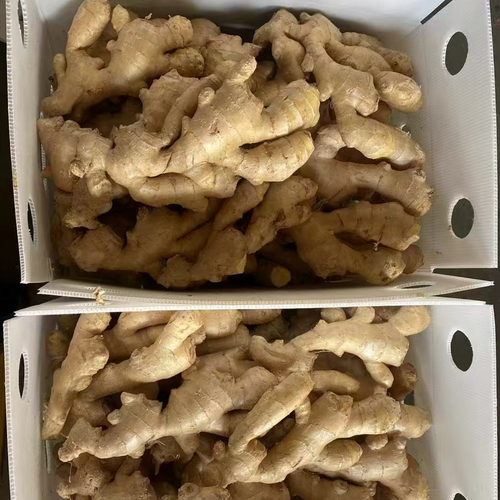 Fresh ginger - Gulfood 2026