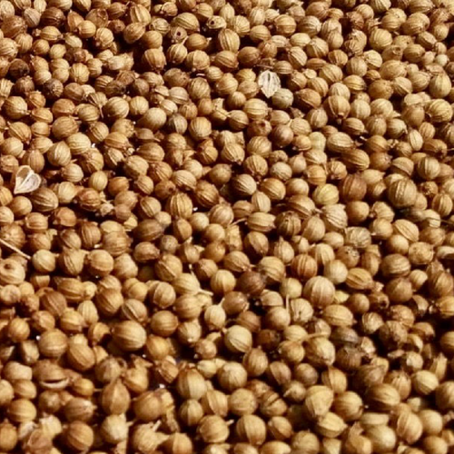 Coriander Seeds - Gulfood 2026