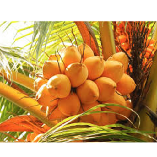 Organic King Coconut Water - Gulfood 2026