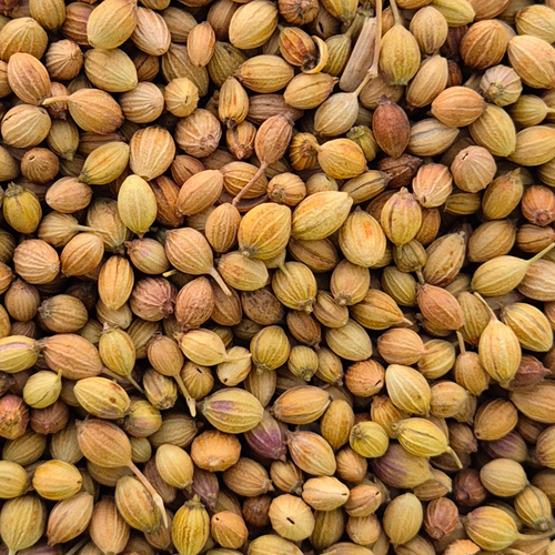 CORIANDER SEEDS - Gulfood 2026