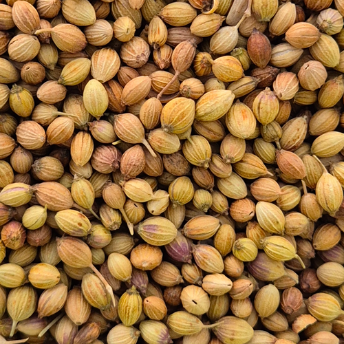 CORIANDER SEEDS - Gulfood 2026