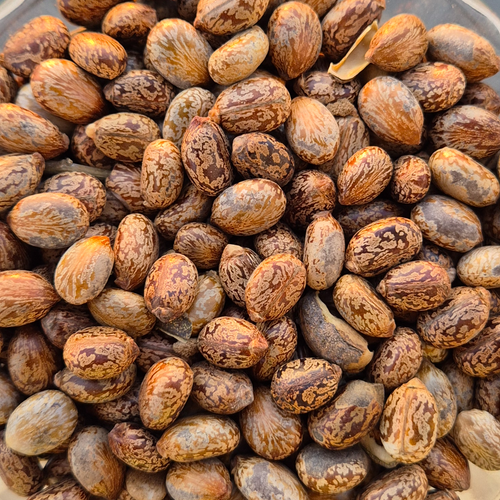 CASTOR SEEDS - Gulfood 2026