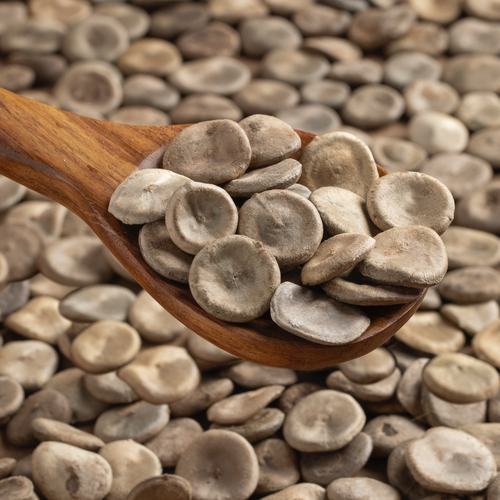 Zedoary Root (Sand Ginger) - Gulfood 2026