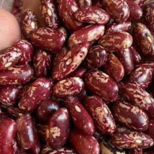 red speckled kidney beans - Gulfood 2026
