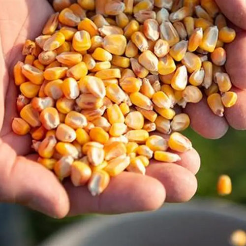 Corn seeds - Gulfood 2026