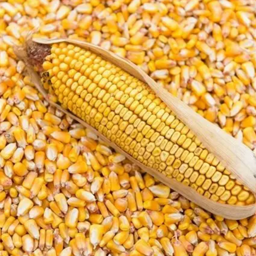 Corn seeds - Gulfood 2026