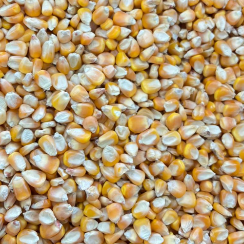Yellow Maize - Gulfood 2026