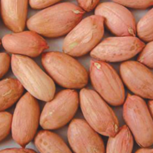 PEANUT-KERNELS-LONG-TYPE - Gulfood 2026