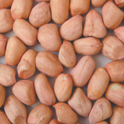 PEANUT-KERNELS-ROUND-TYPE - Gulfood 2026