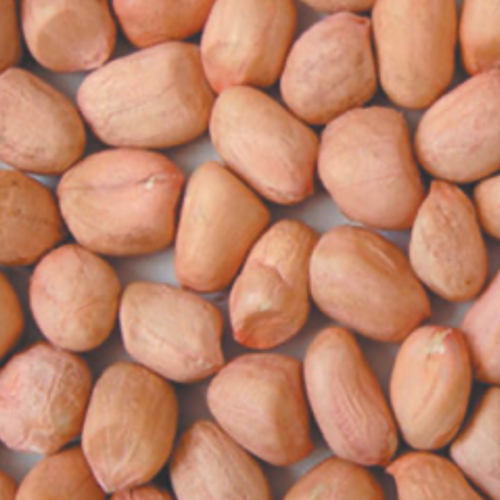 PEANUT-KERNELS-ROUND-TYPE - Gulfood 2026