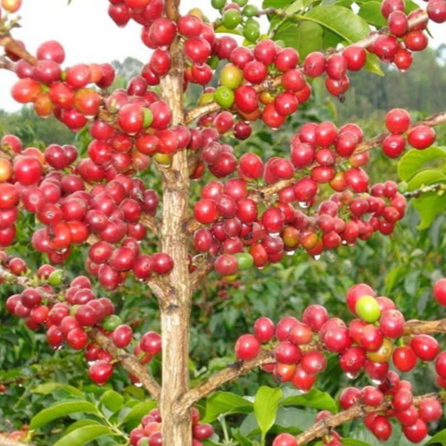 Red Kidney bean, white kidney bean, pinto bean, green mung bean, soya ...